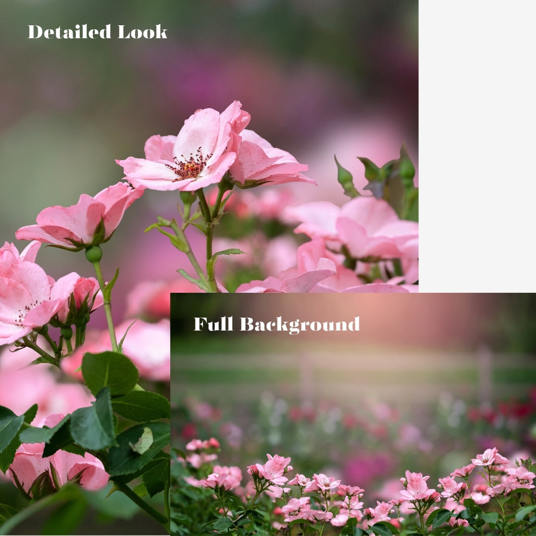 Floral Flush Garden - Digital Background (Layered) for Photographers ...